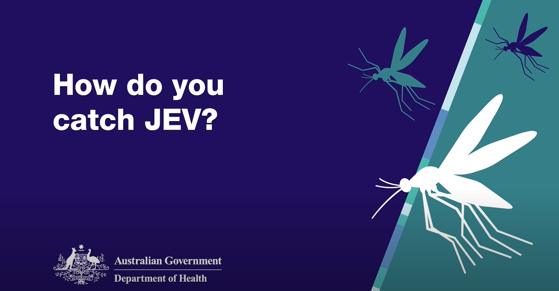 How do you catch JEV? | Australian Government Department of Health ...